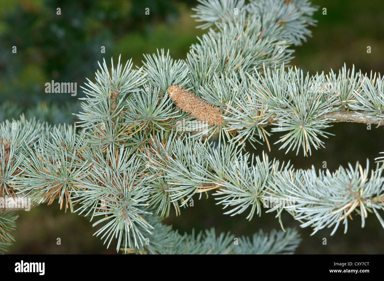 Atlas Cedar Cedrus atlantica (Pinaceae Stock Photo - Alamy
