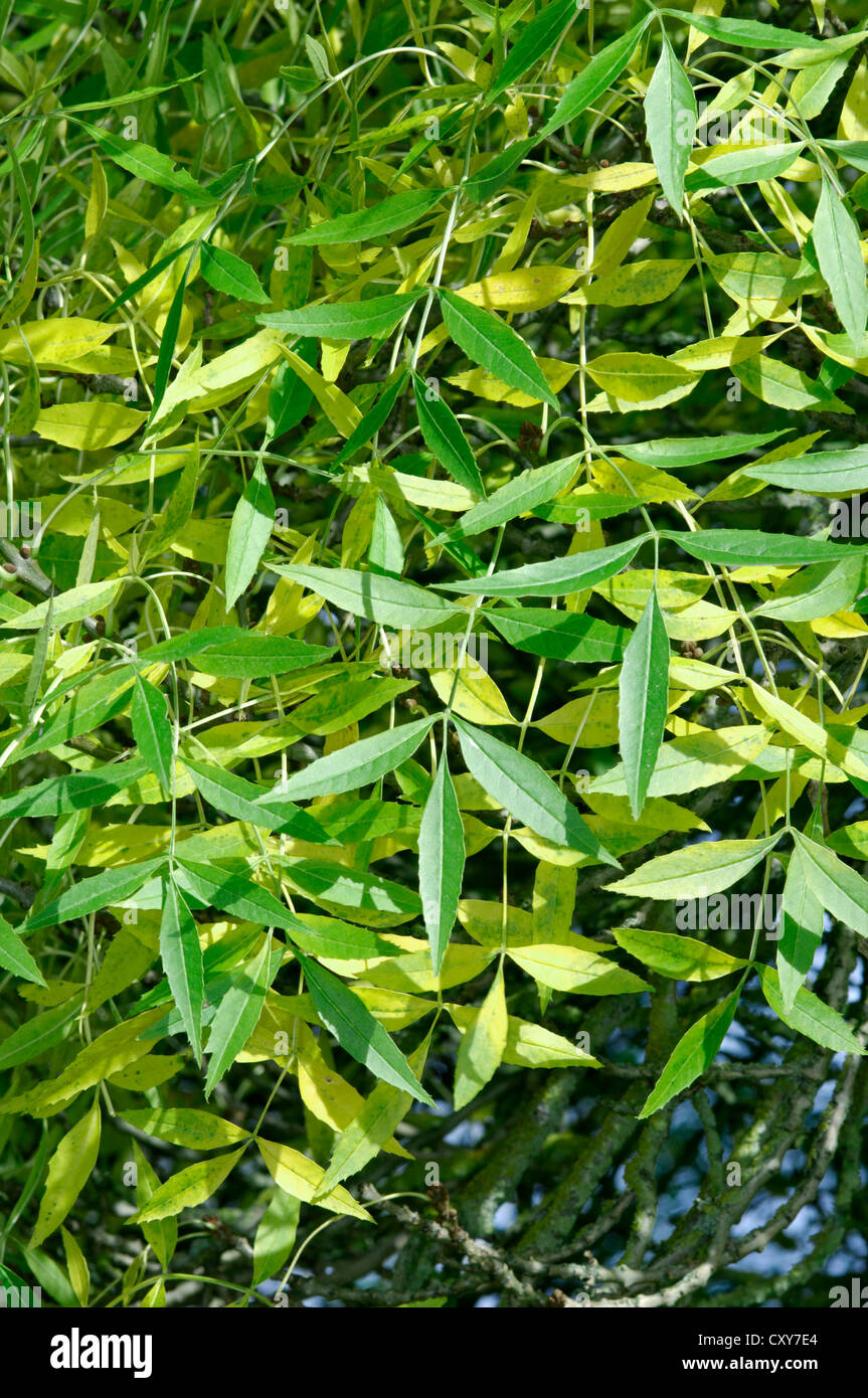 Narrow leaved ash tree hi-res stock photography and images - Alamy