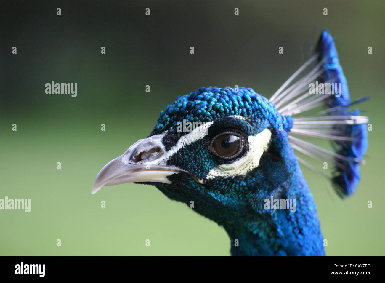 Peacock head hi-res stock photography and images - Alamy