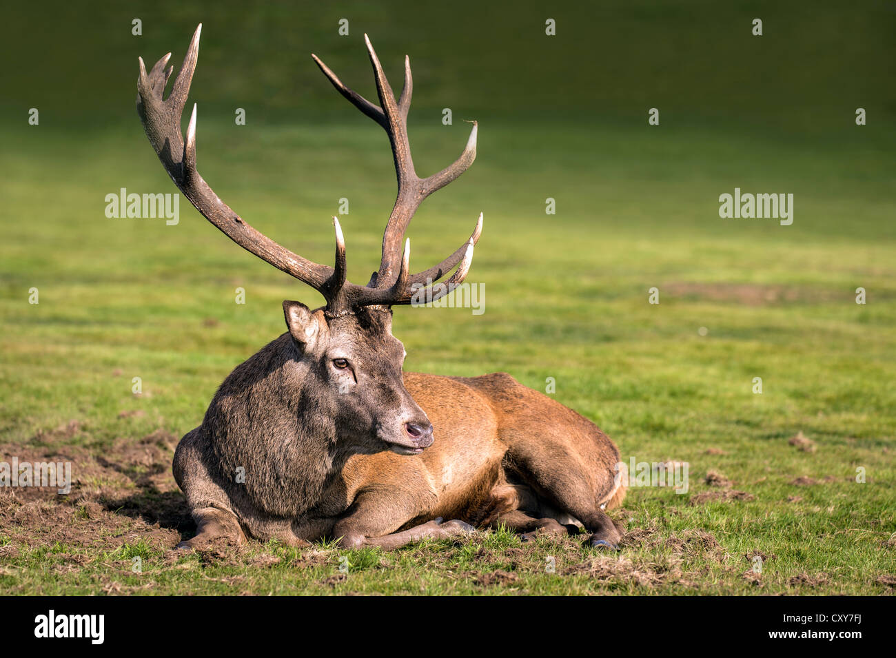 Stag antlers hi-res stock photography and images - Alamy