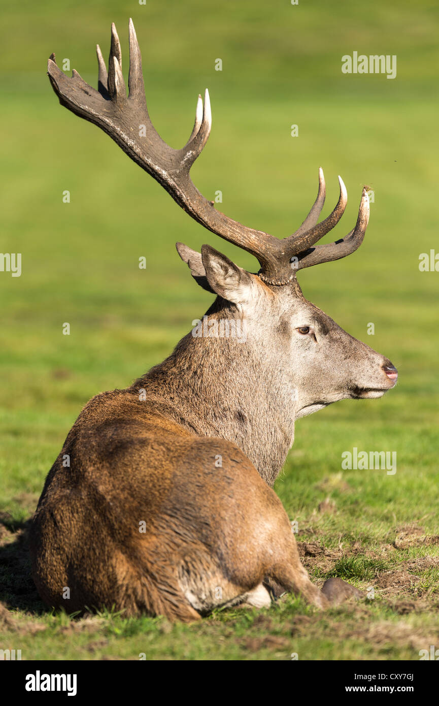 Red stag antlers hi-res stock photography and images - Alamy