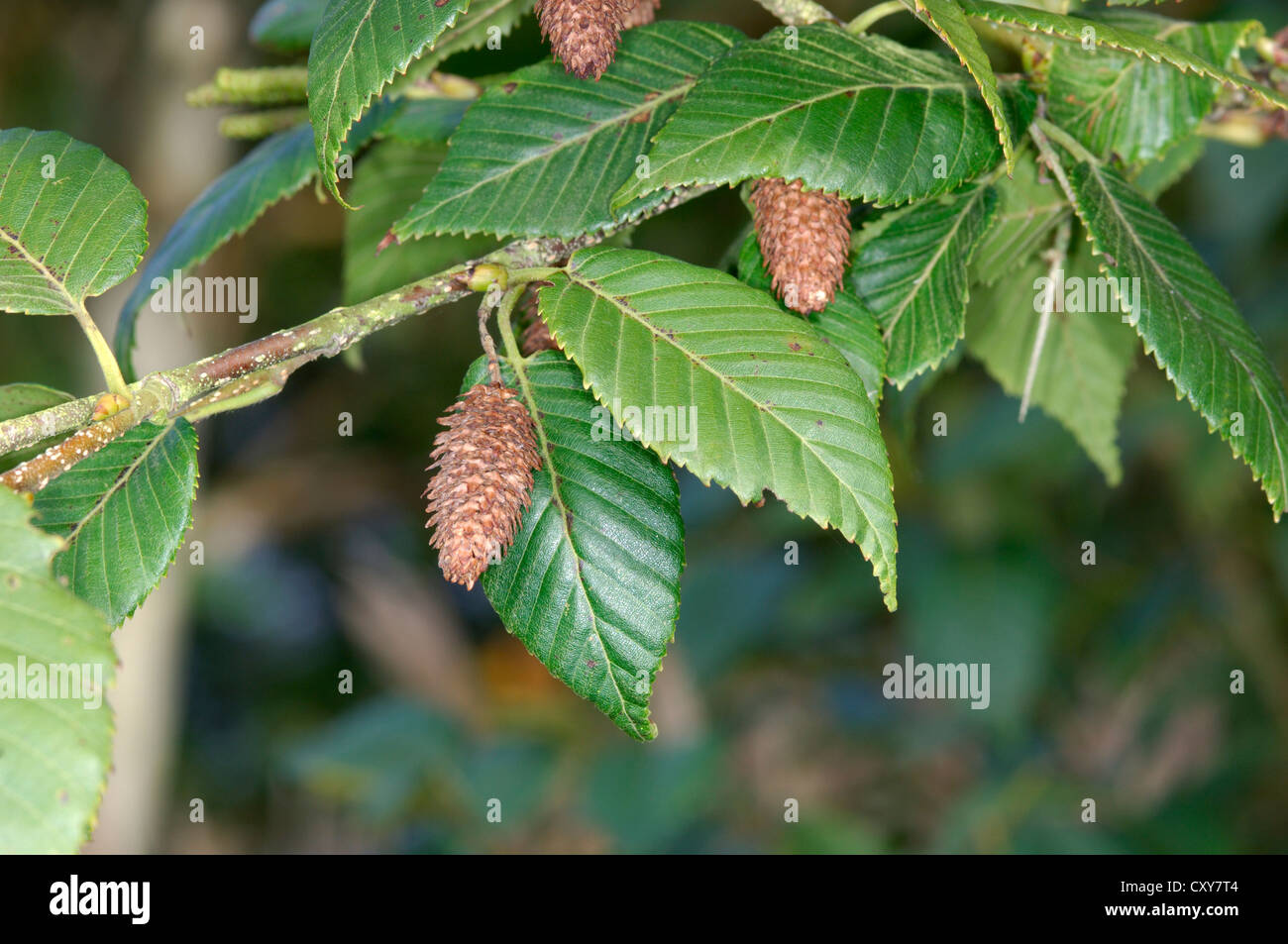 Himalayan Birch Betula utilis (Betulaceae Stock Photo - Alamy