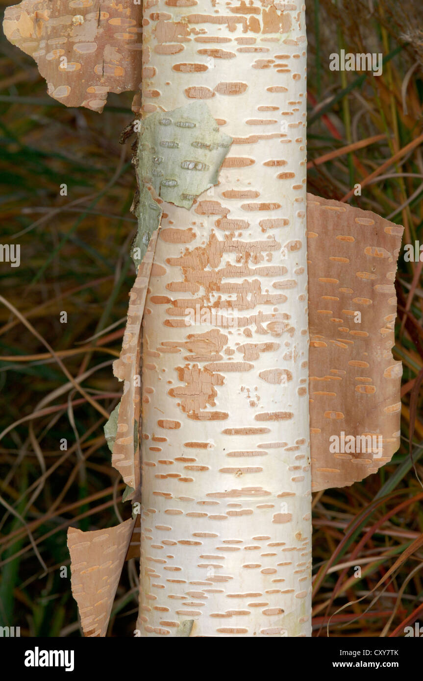 Himalayan Birch Betula utilis (Betulaceae Stock Photo - Alamy