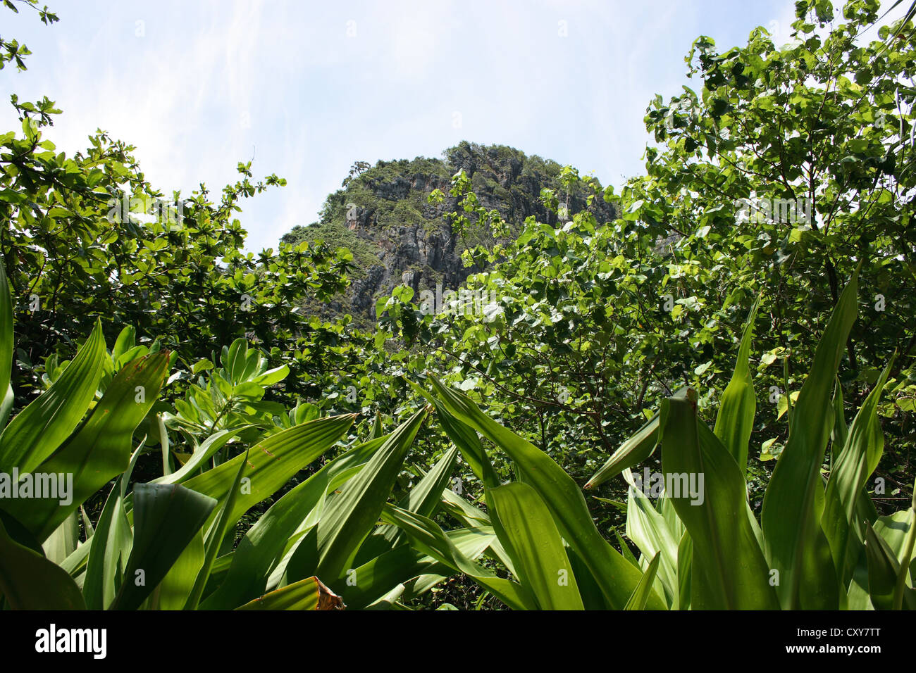 Overgrown island hi-res stock photography and images - Alamy