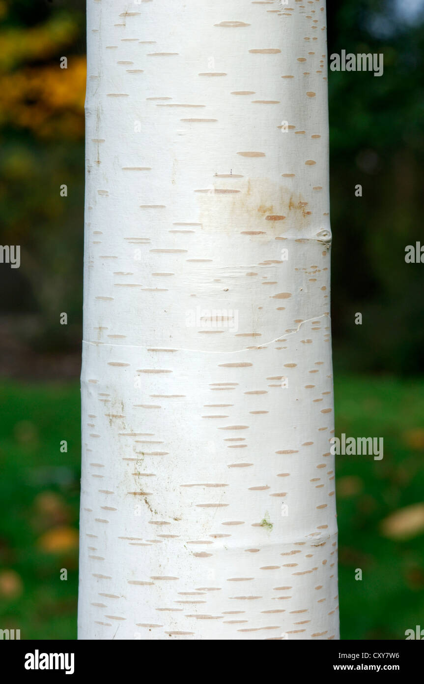 Himalayan birch trees bark hi-res stock photography and images - Alamy