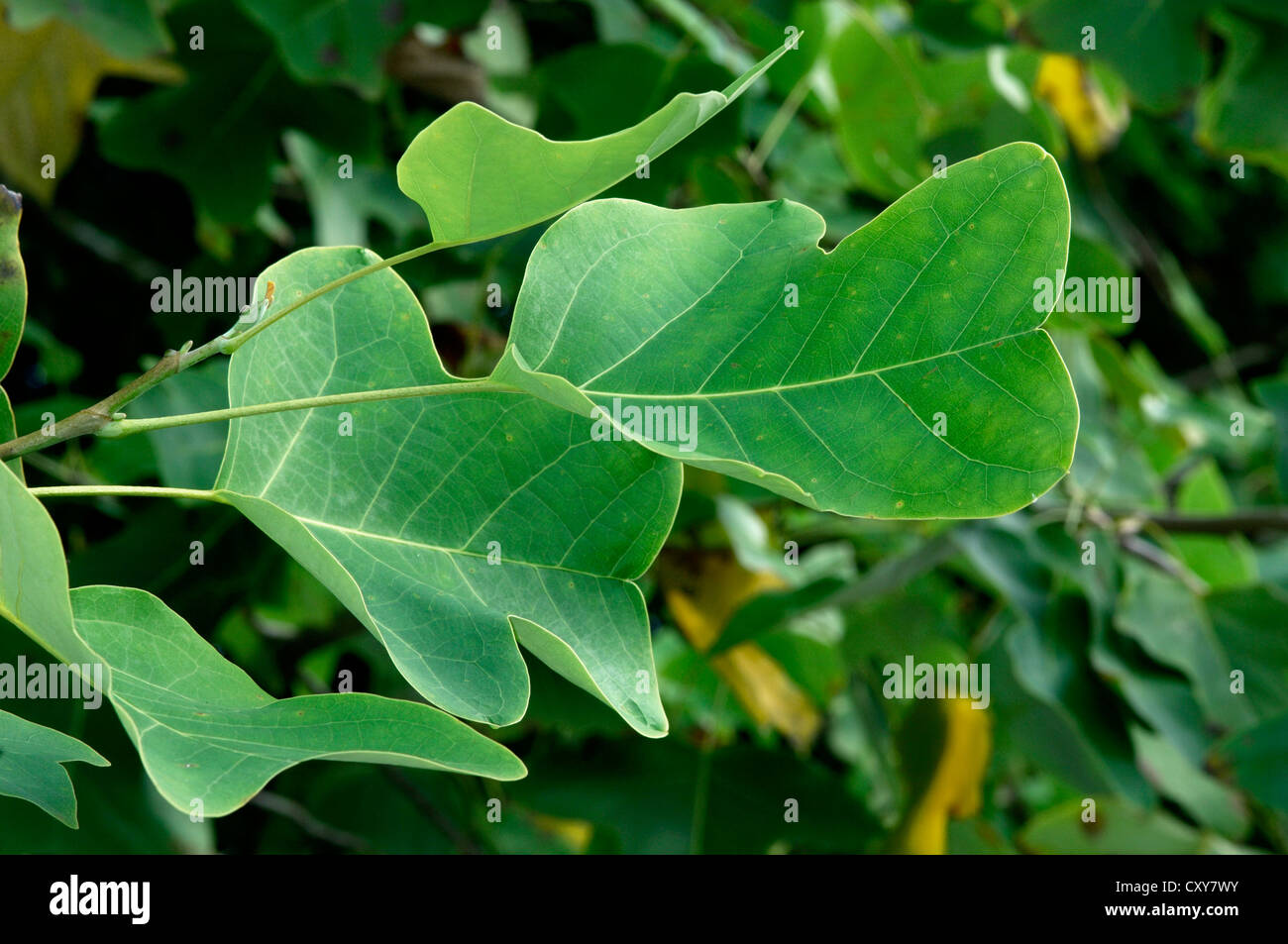 Chinese Tulip Tree Liriodendron chinense Stock Photo - Alamy