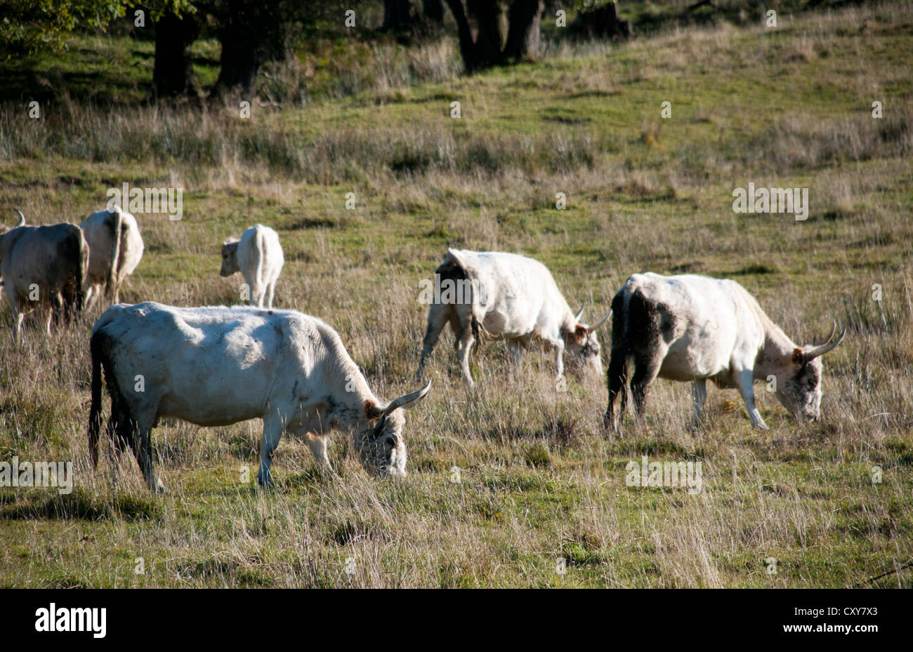 Chillingham wild cattle hi-res stock photography and images - Alamy