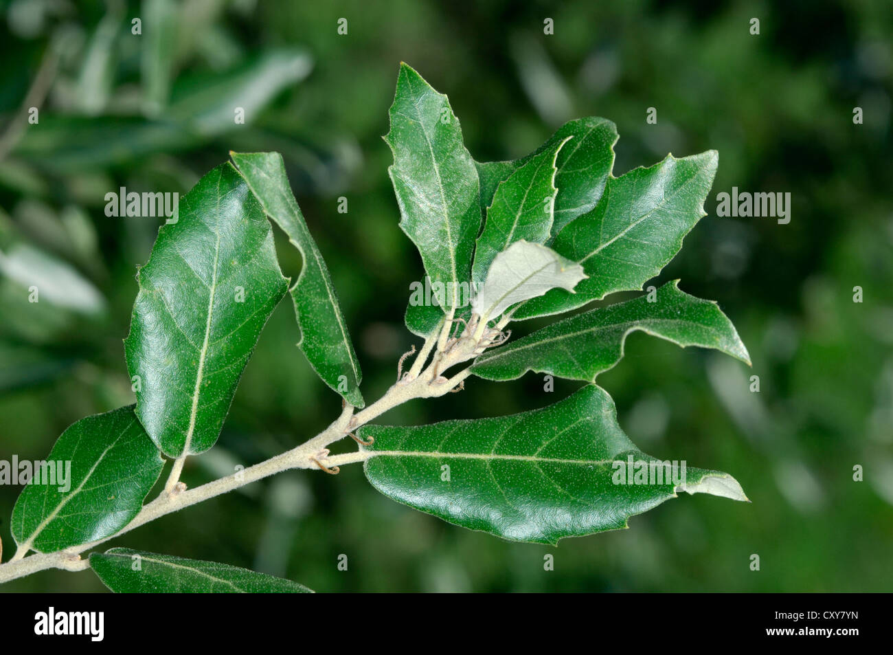 Evergreen (Holm) Oak Quercus ilex (Fagaceae Stock Photo - Alamy