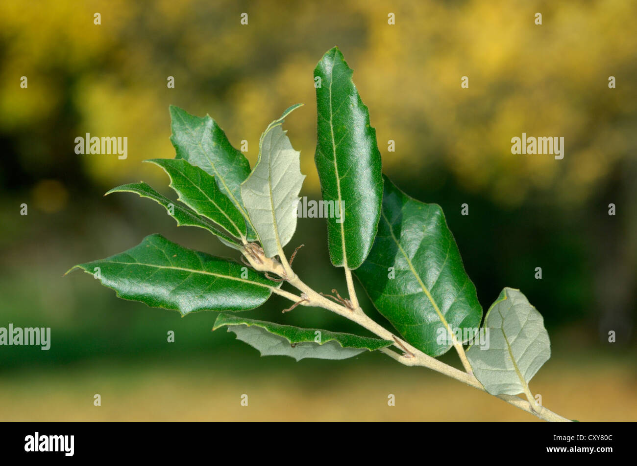 Quercus ilex leaf hi-res stock photography and images - Alamy