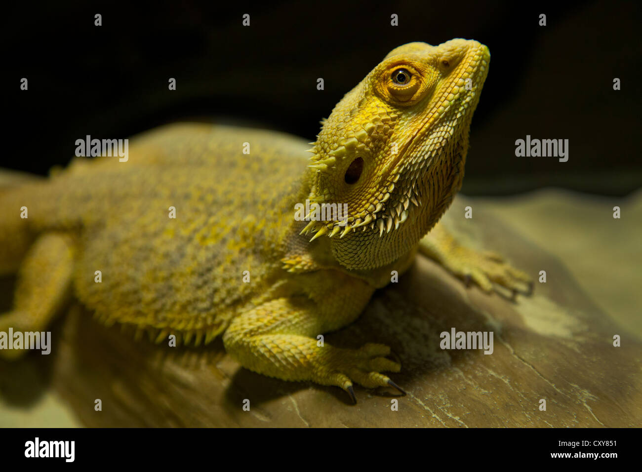 Springfield model hi-res stock photography and images - Alamy