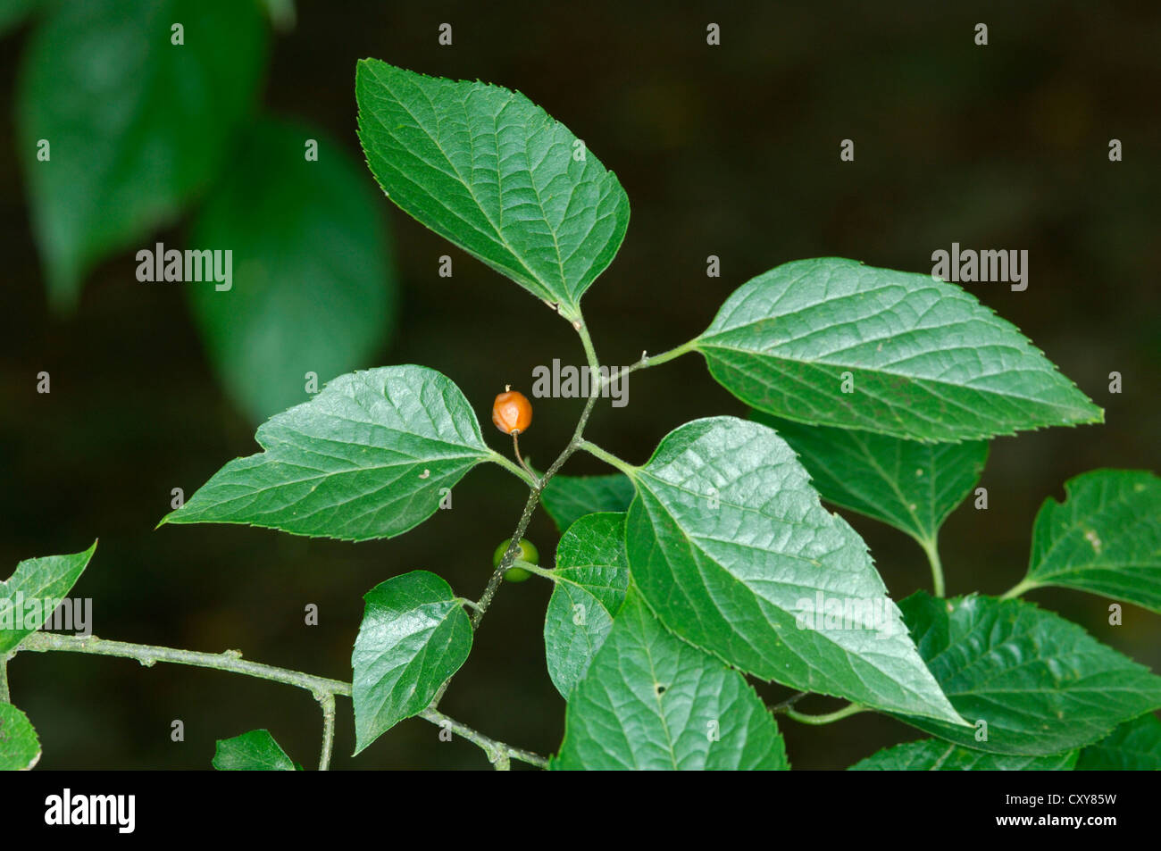 Nettle Tree Celtis trinervia Stock Photo - Alamy