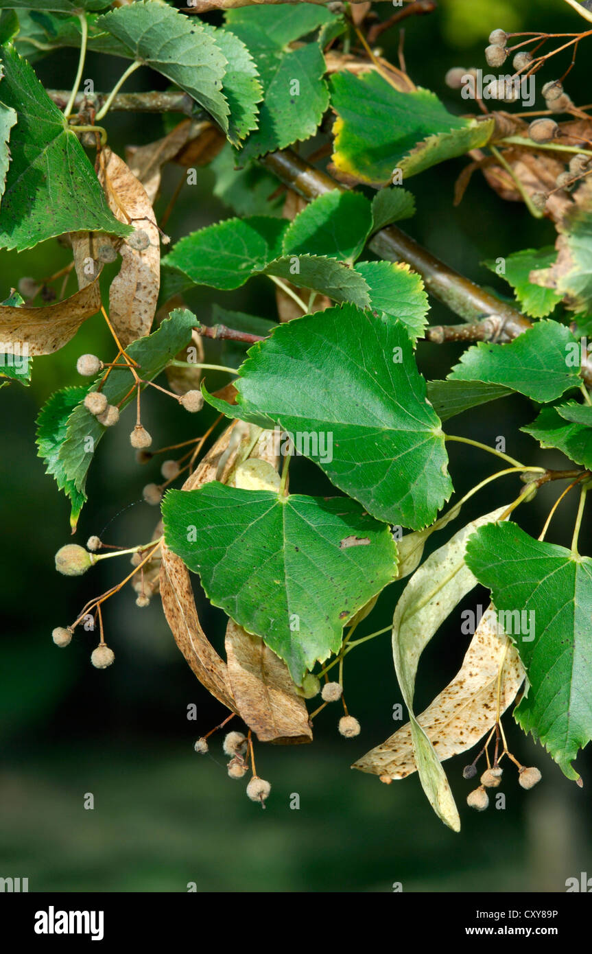 Small-leaved Lime Tilia cordata Tiliaceae Stock Photo - Alamy