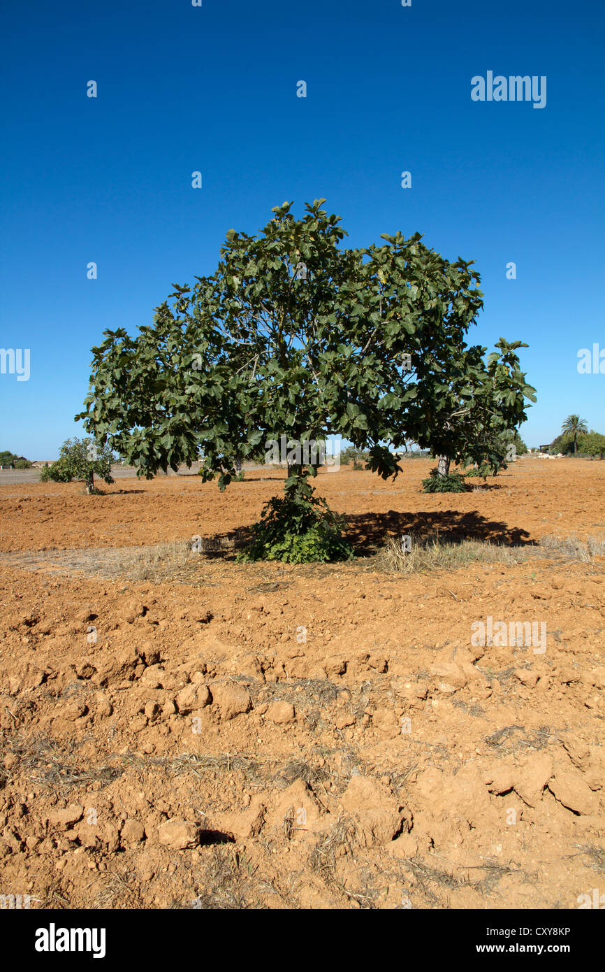 Fig tree plantation hi-res stock photography and images - Alamy