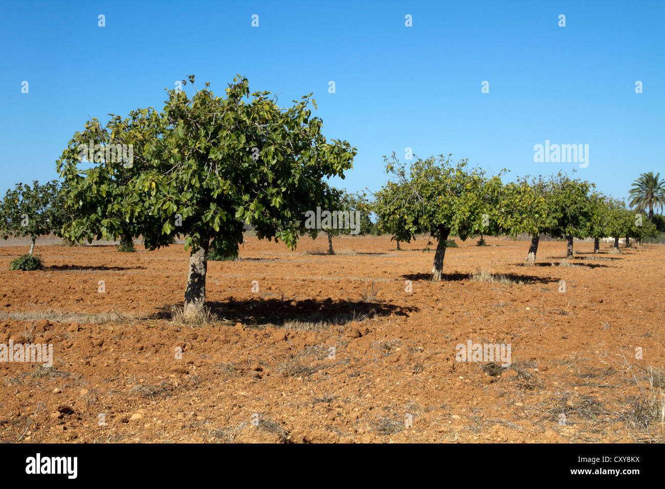 fig (Ficus carica) figs fruiting tree trees plantation Majorca Mallorca ...