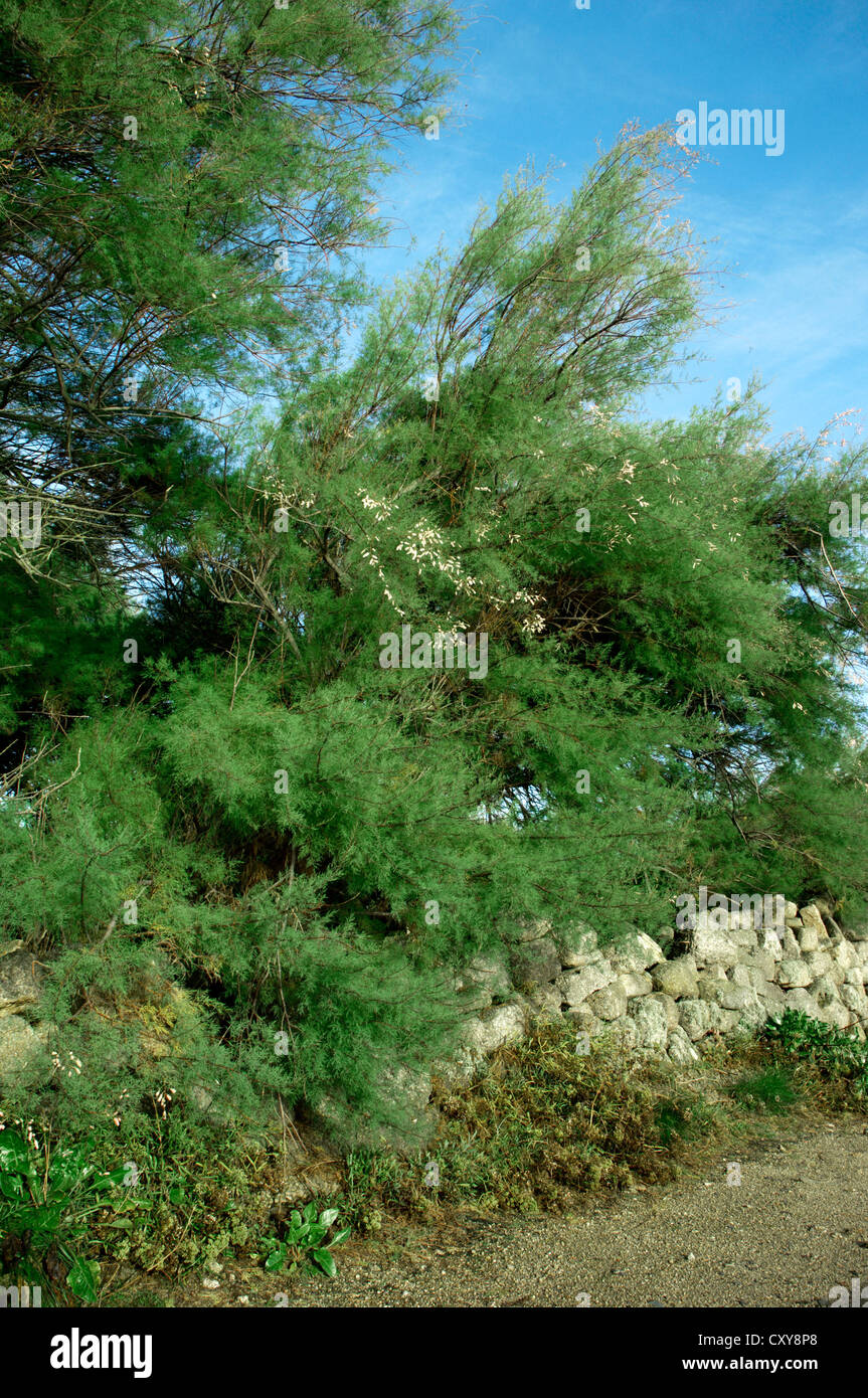 French Tamarisk Tamarix gallica (Tamaricaceae Stock Photo - Alamy