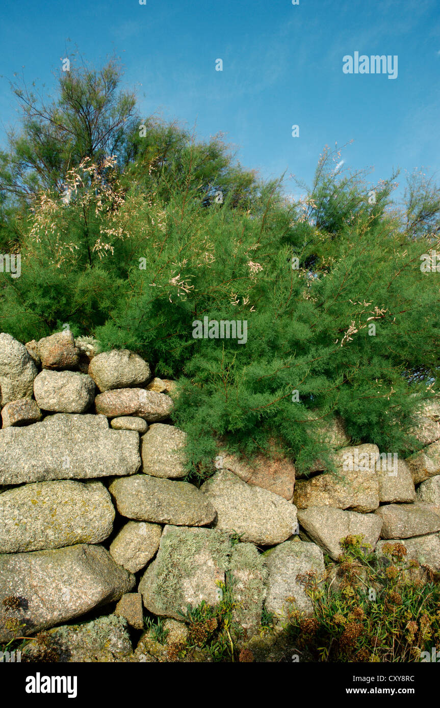 French Tamarisk Tamarix gallica (Tamaricaceae Stock Photo - Alamy