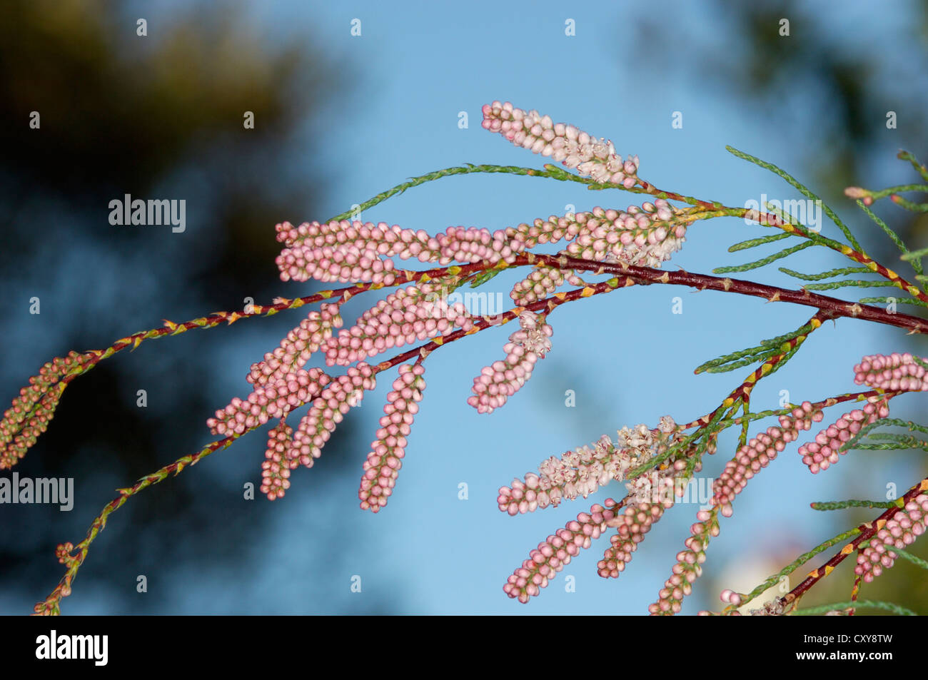 Tamarisk tamarix gallica hi-res stock photography and images - Alamy