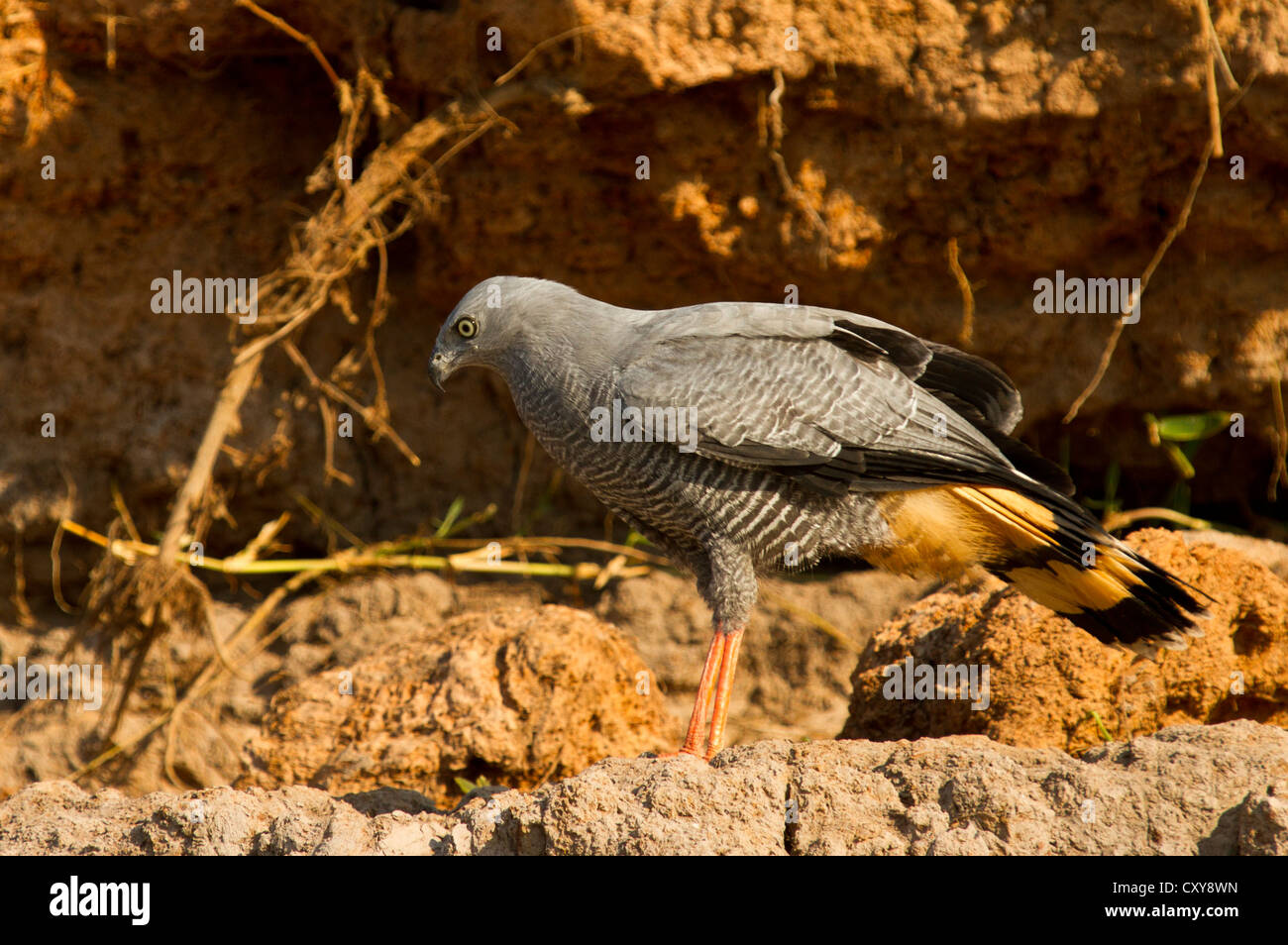 Crane Hawk (Geranospiza caerulescans Stock Photo - Alamy