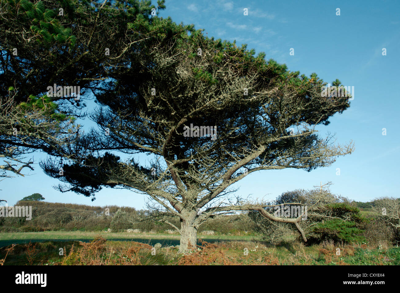 Monterey Pine Pinus radiata (Pinaceae Stock Photo - Alamy