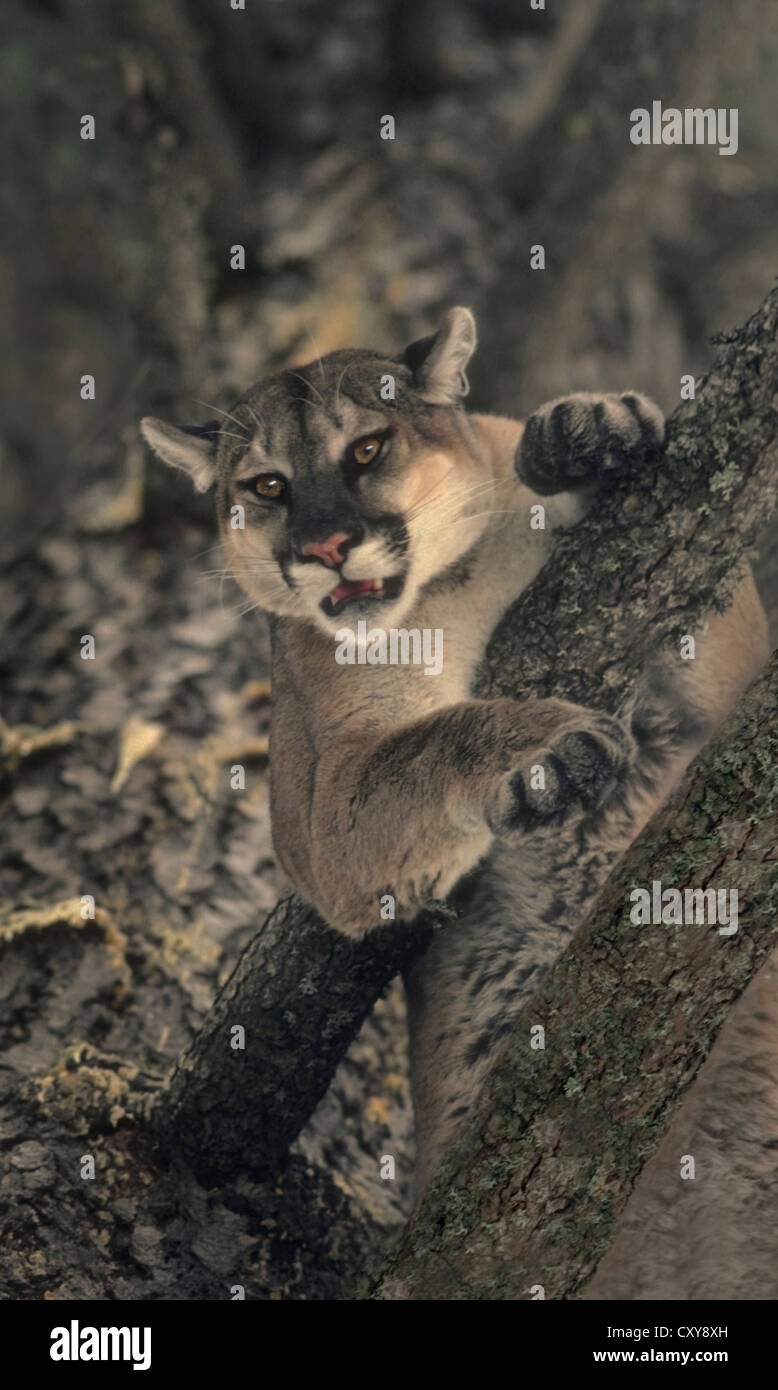 California mountain lion hi-res stock photography and images - Alamy