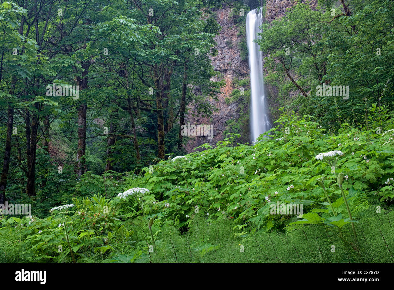Corbett spring hi-res stock photography and images - Alamy