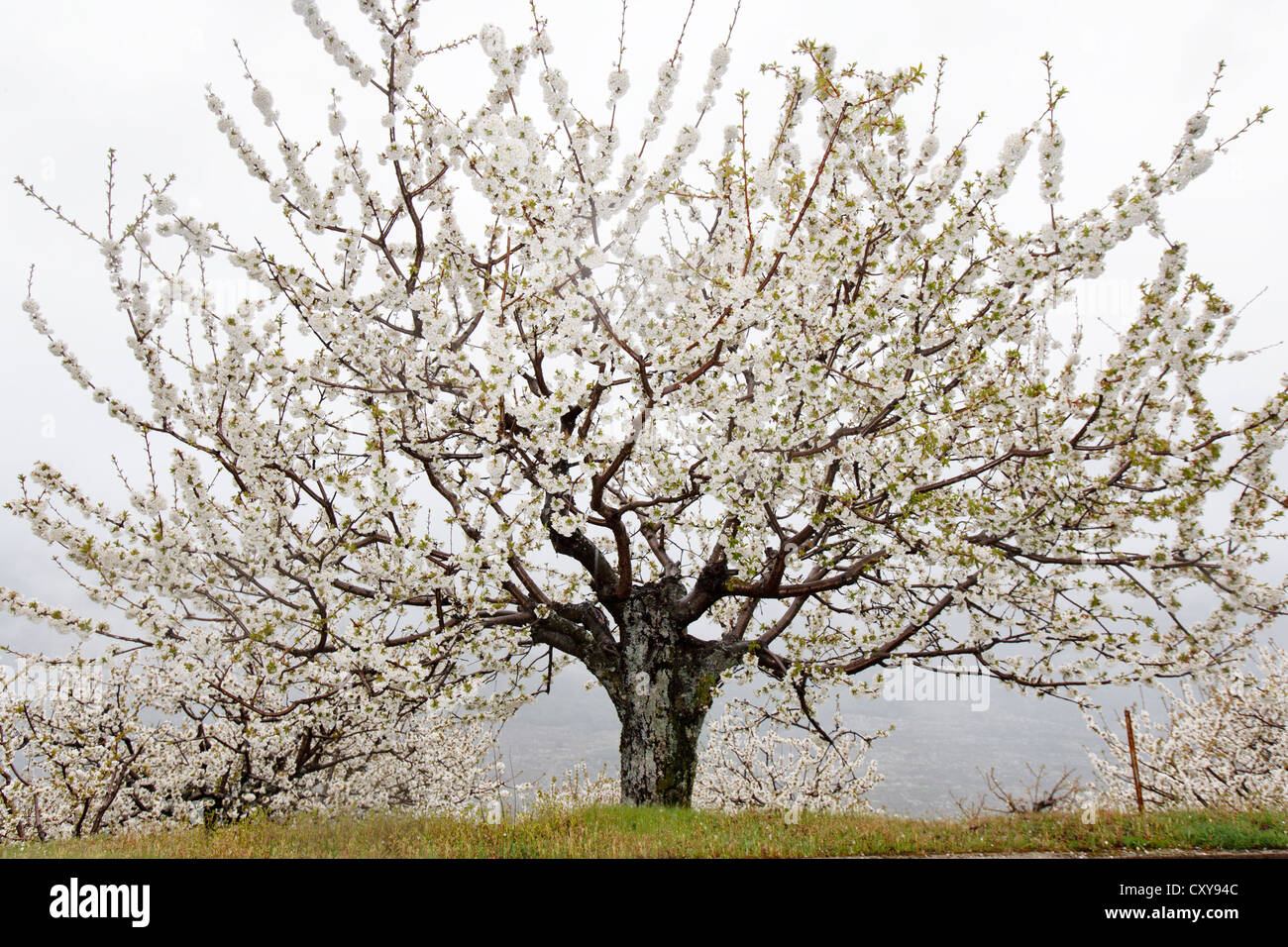 Cherry treee hi-res stock photography and images - Alamy