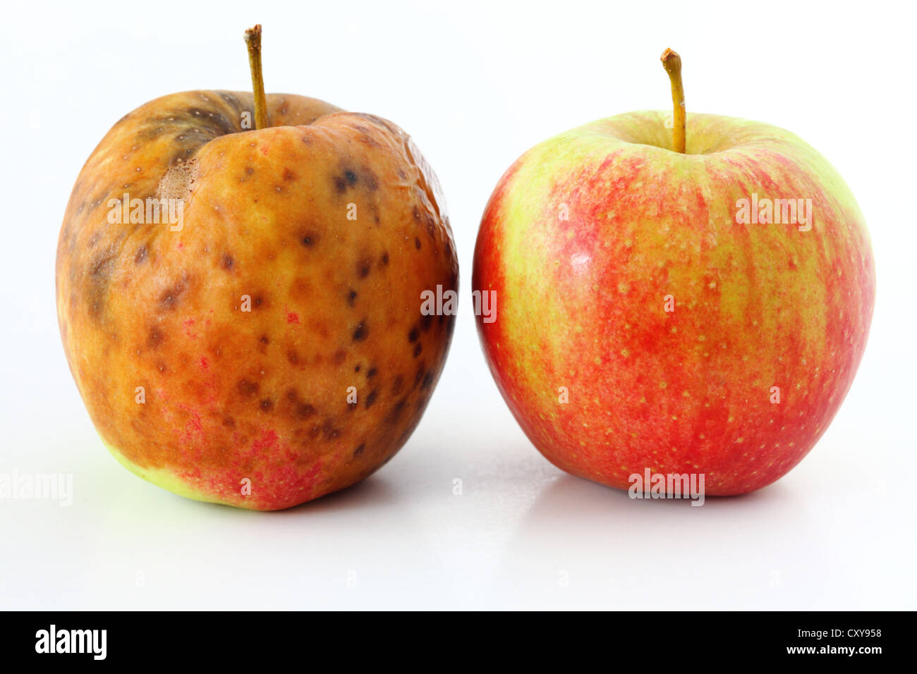 spoiled one bad red apple on white background Healthy and rotten apples ...