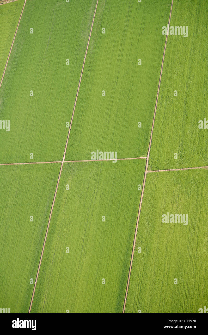 Aerial view of rice fields in Ebro Delta, Natural Park, Tarragona ...