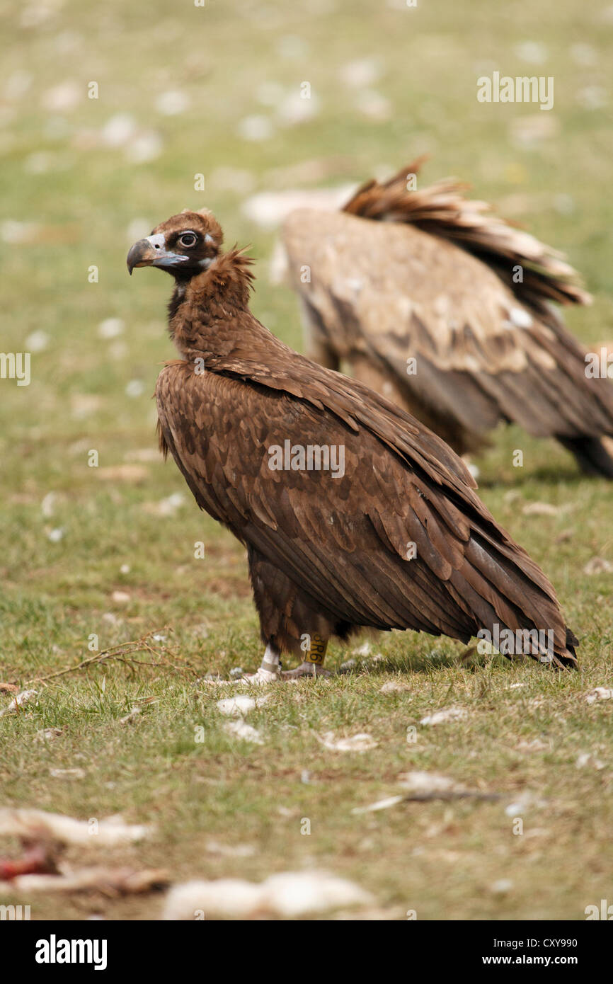 Muladar hi-res stock photography and images - Alamy