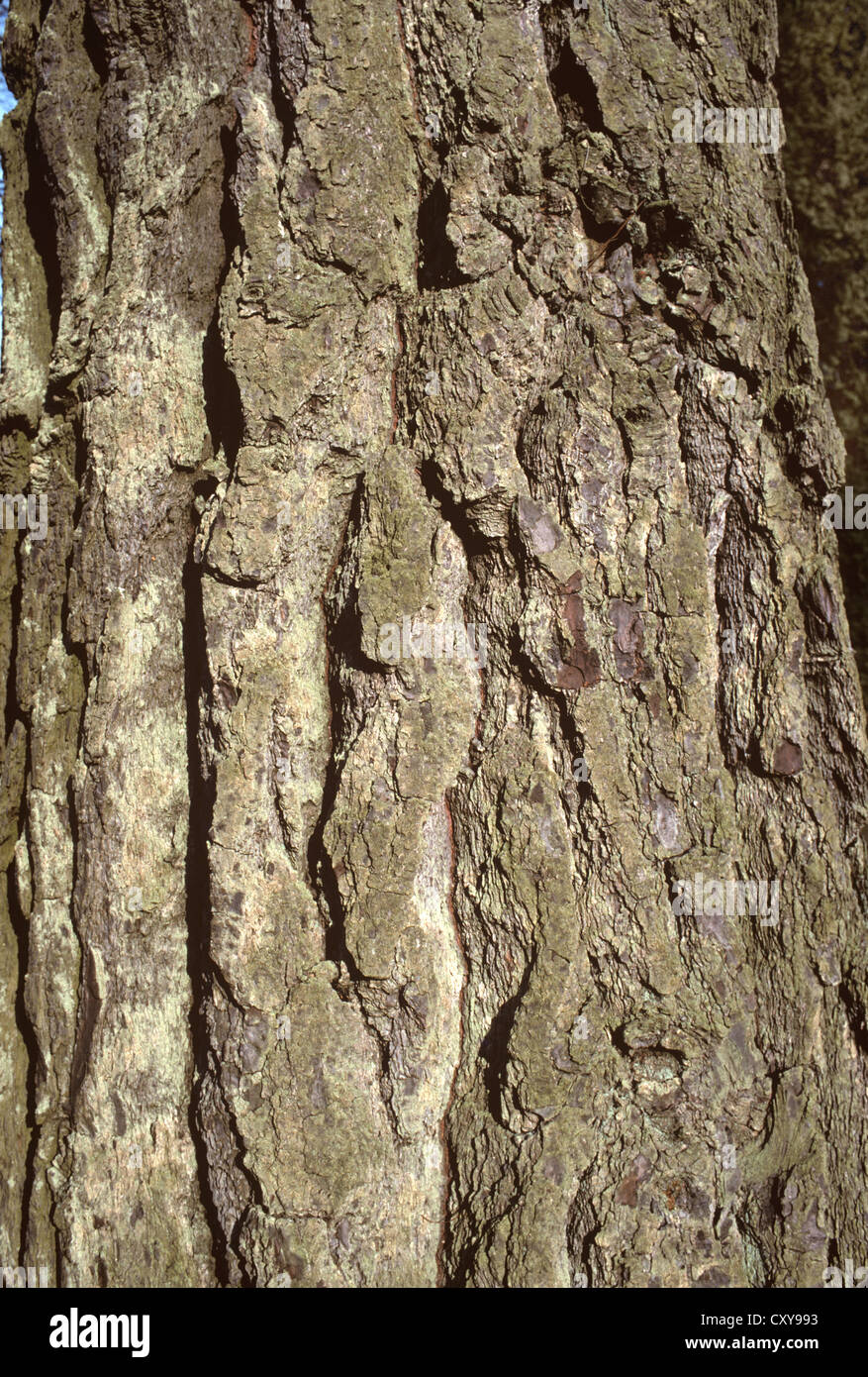 Pinus radiata bark hi-res stock photography and images - Alamy