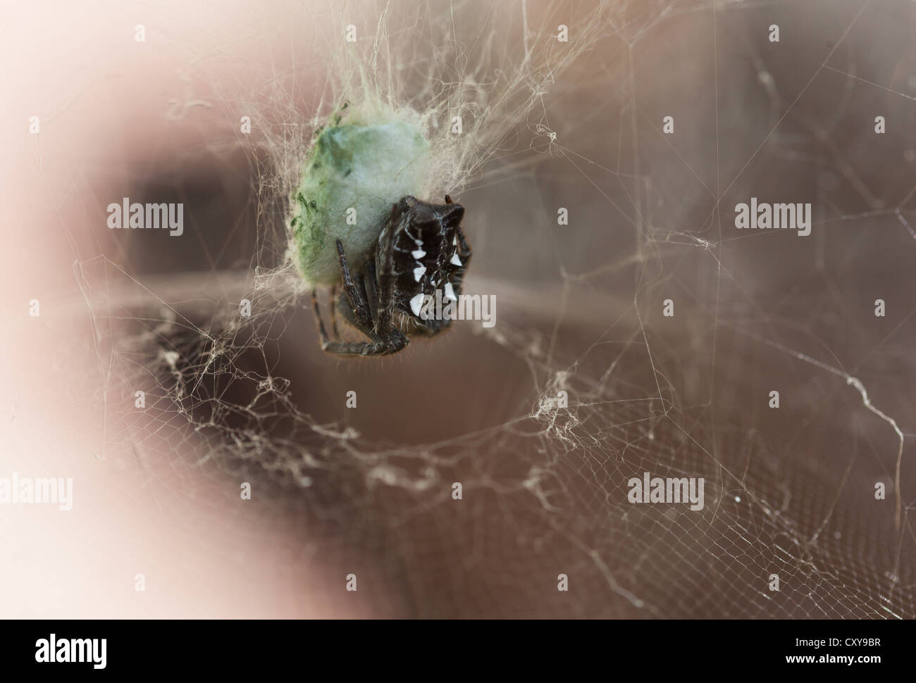 Spider mother and baby spider hi-res stock photography and images - Alamy