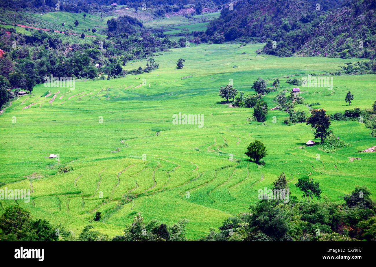 Beautiful green paddy fields in eastern Shan state, Myanmar Stock Photo ...