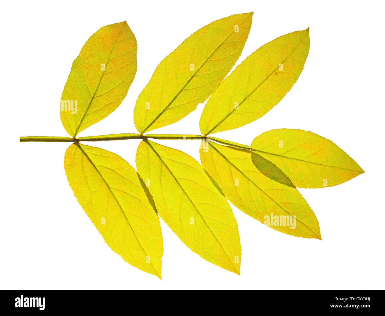 autumn leaf ash on white background Stock Photo - Alamy