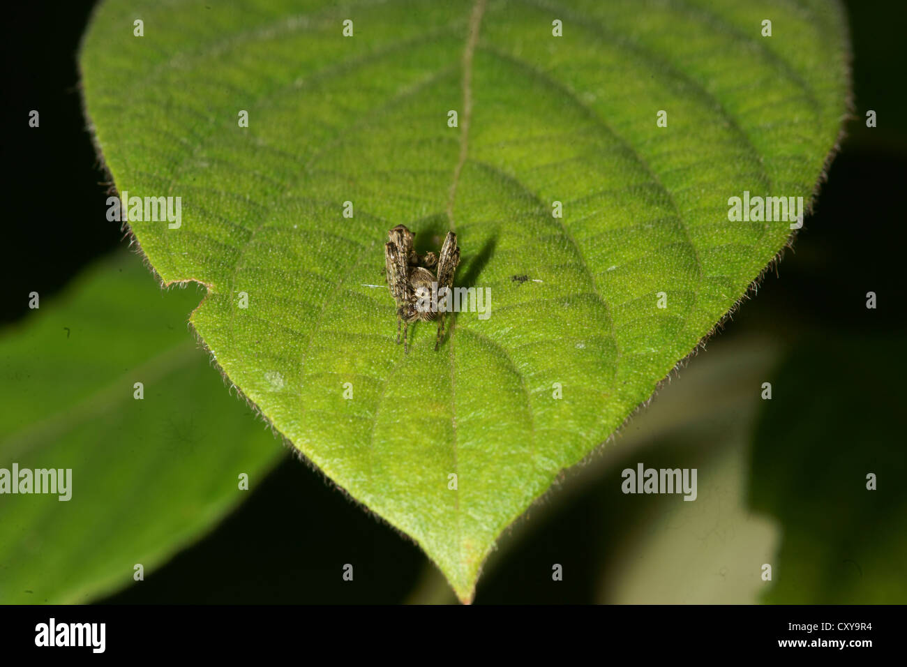 Jumping spider on leaf Stock Photo - Alamy