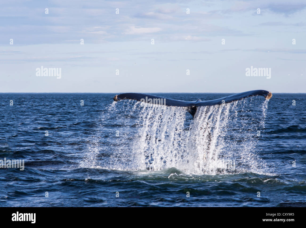 Blue whale diving in St Lawrence river at Tadoussac, Quebec, Canada ...
