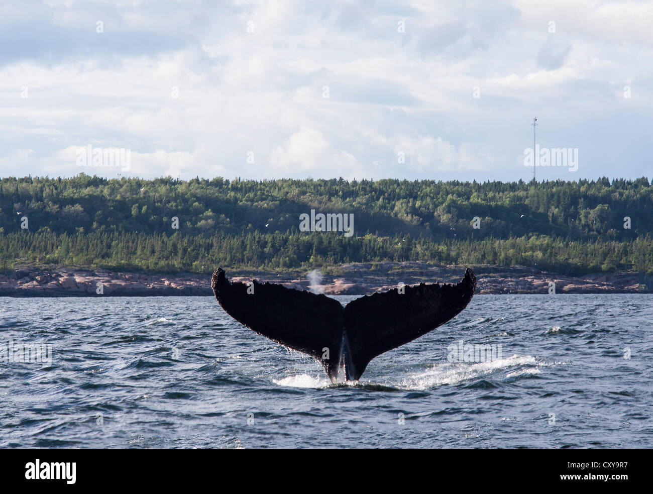 Blue whale diving in St. Lawrence river at Tadoussac, Quebec, Canada ...