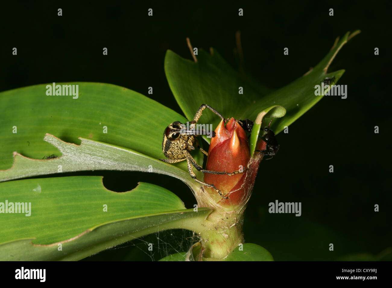 Weevil larva hi-res stock photography and images - Alamy