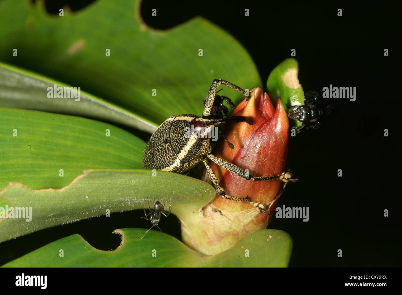 Weevil larva hi-res stock photography and images - Alamy