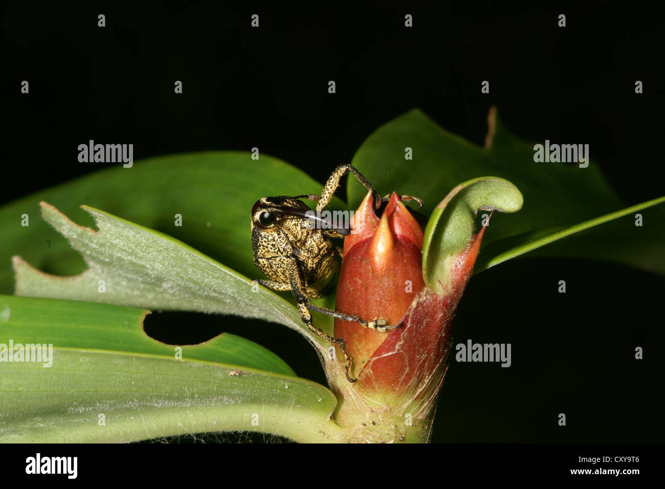 Weevil bug hi-res stock photography and images - Alamy