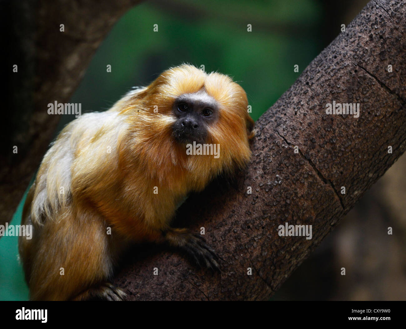 Golden lion tamarin monkey hi-res stock photography and images - Alamy