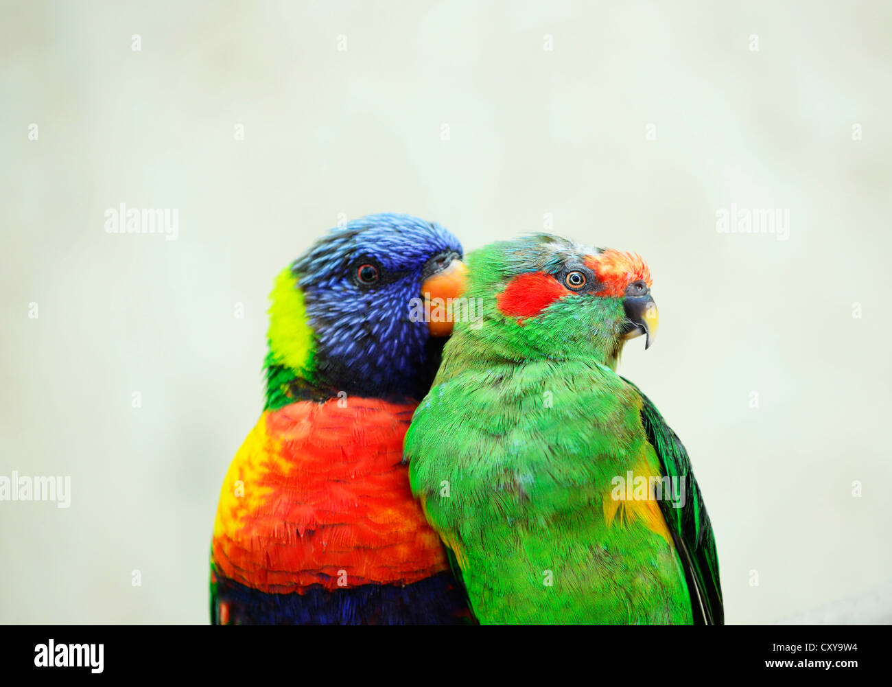 A colorful pair of parrots Stock Photo - Alamy