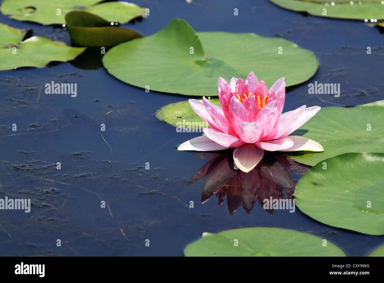 pink lotus (Water Lily Stock Photo - Alamy