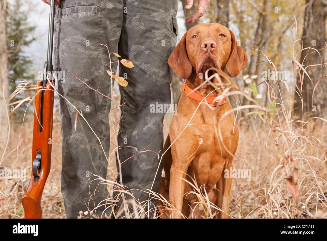 vizsla hunting dog sitting at heel outdoors Stock Photo - Alamy