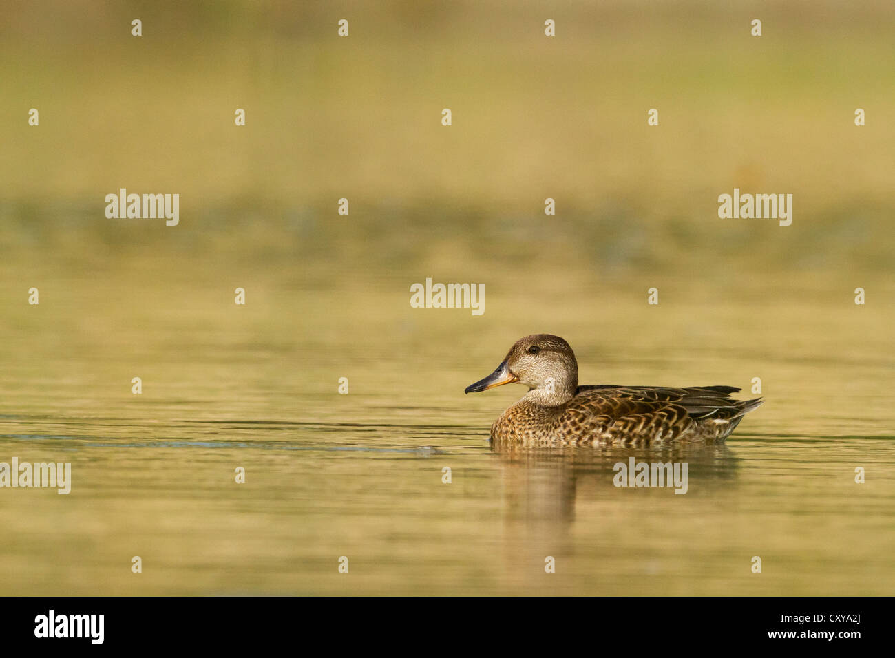 Female Eurasian Teal or Common Teal (Anas crecca Stock Photo - Alamy
