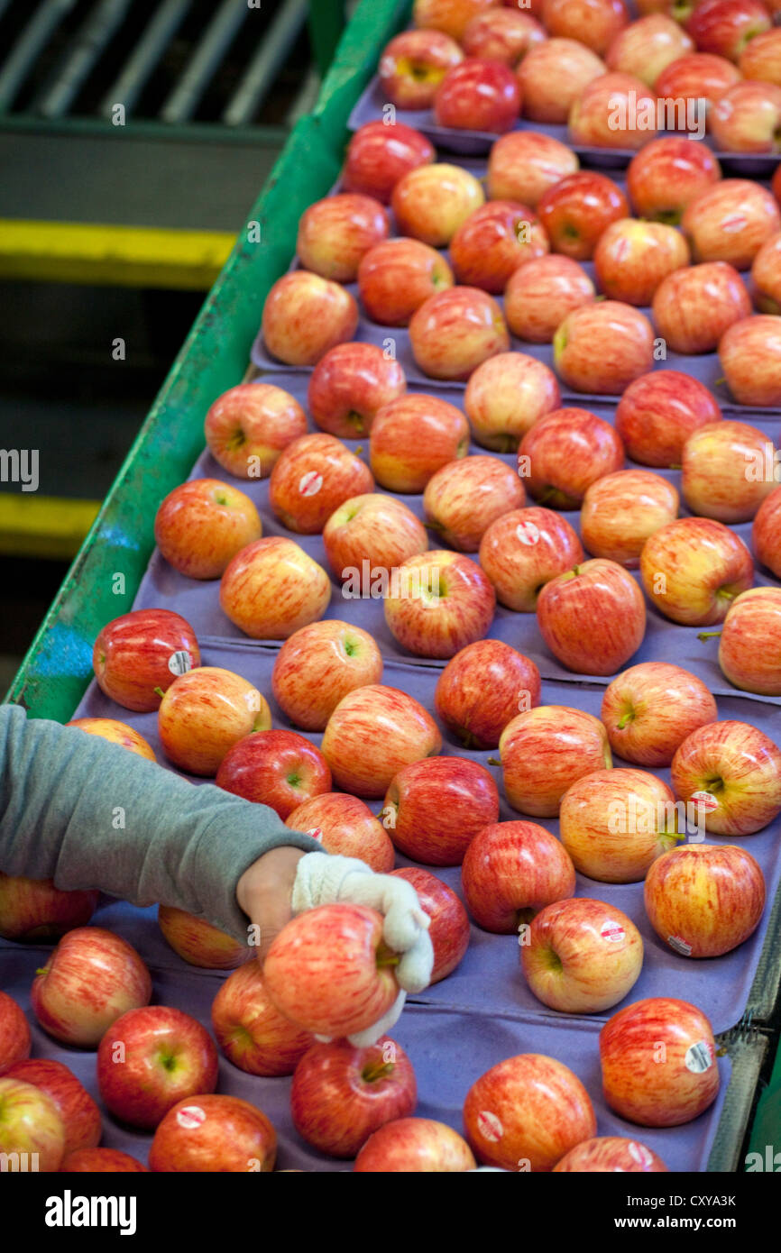 Apple sorting and processing in the San Joaquin Valley of California ...