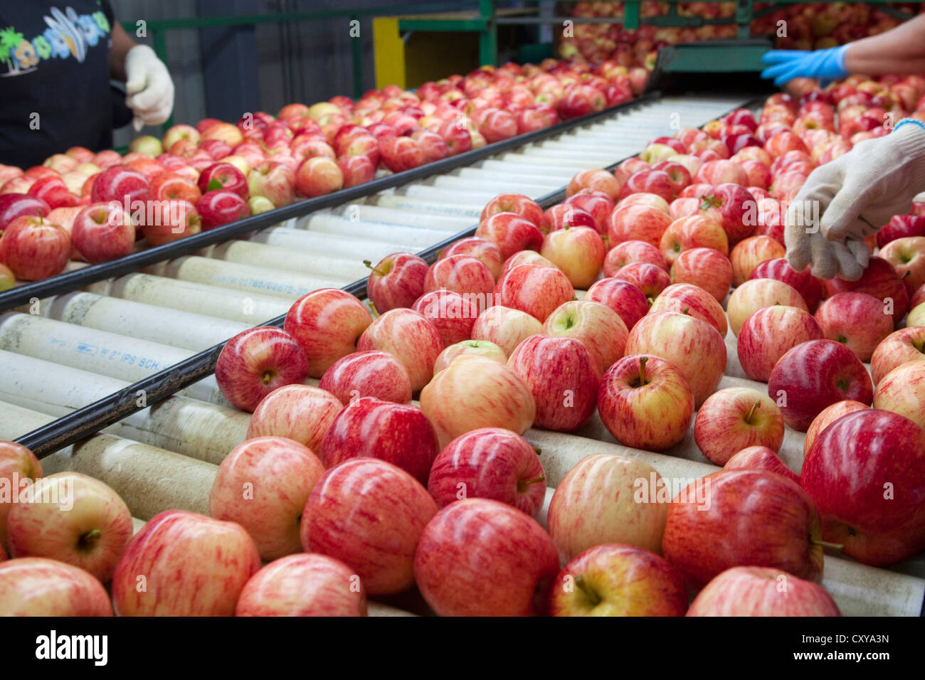 Apple sorting and processing in the San Joaquin Valley of California ...