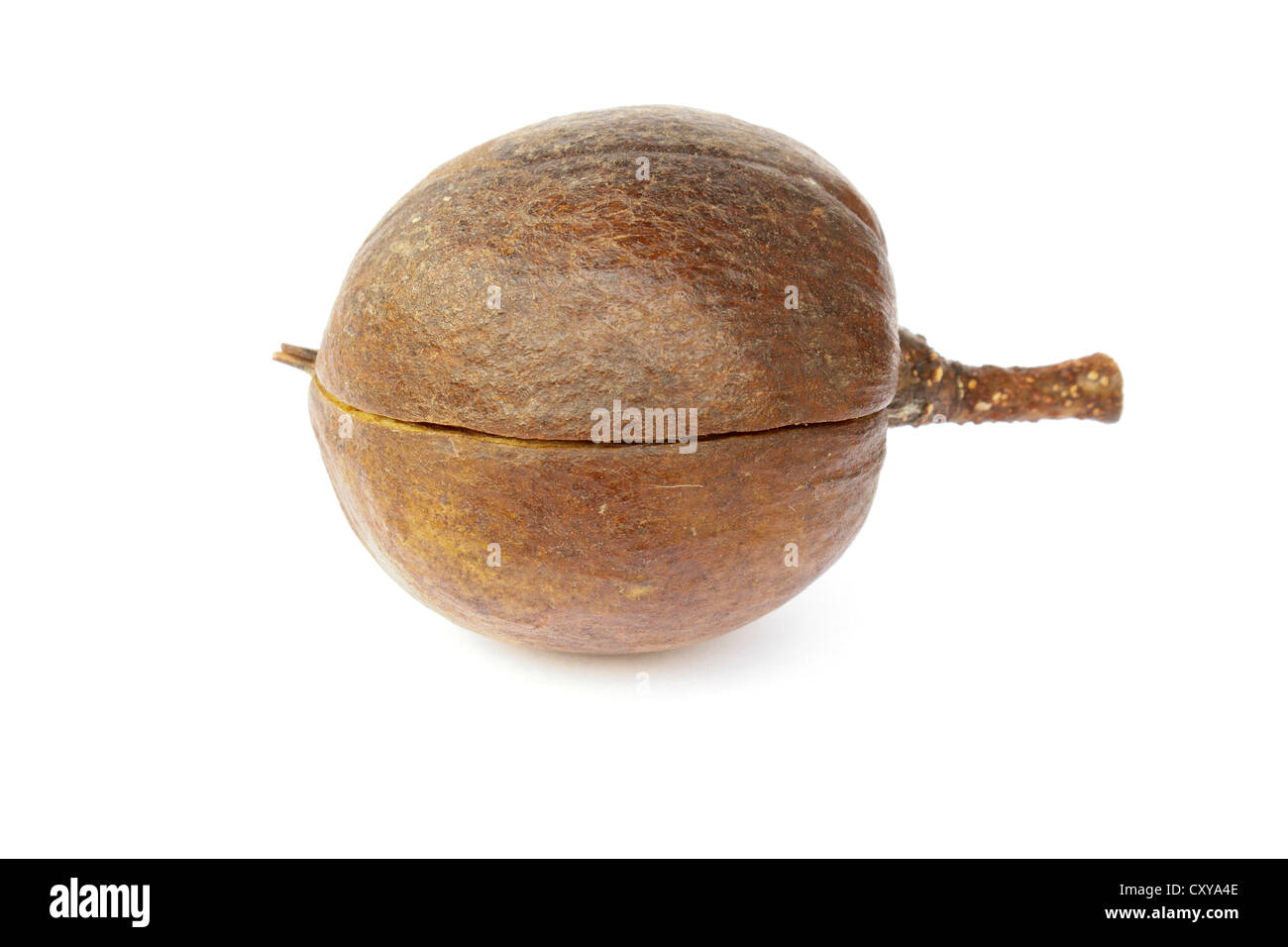 Single chestnut isolated on white background Stock Photo - Alamy