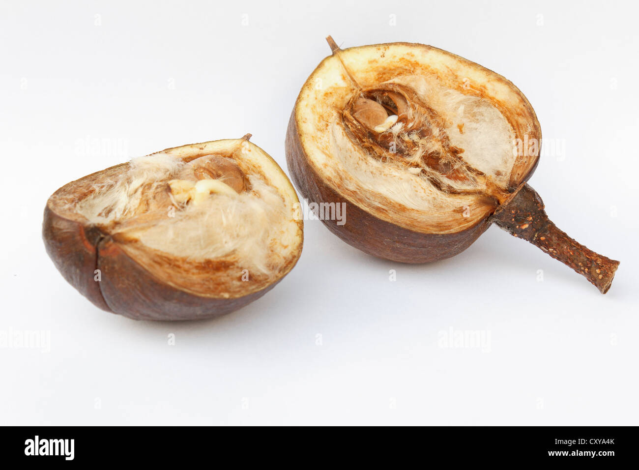 Open chestnut isolated on white background Stock Photo - Alamy
