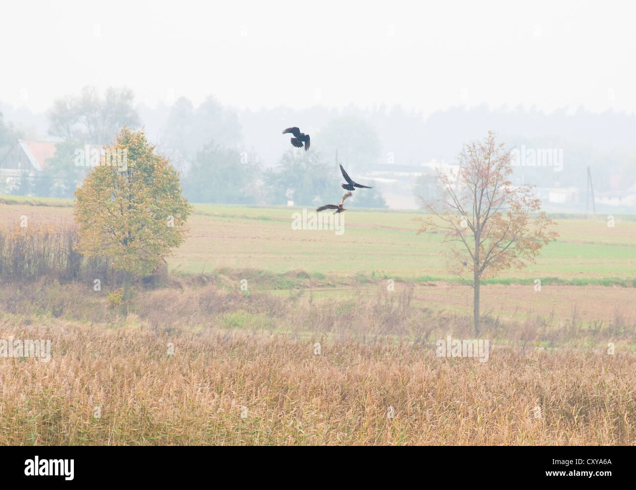Raven attack hi-res stock photography and images - Alamy