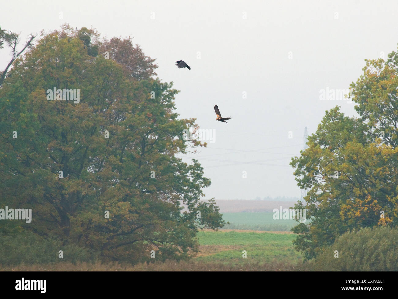 Black raven attack hi-res stock photography and images - Alamy